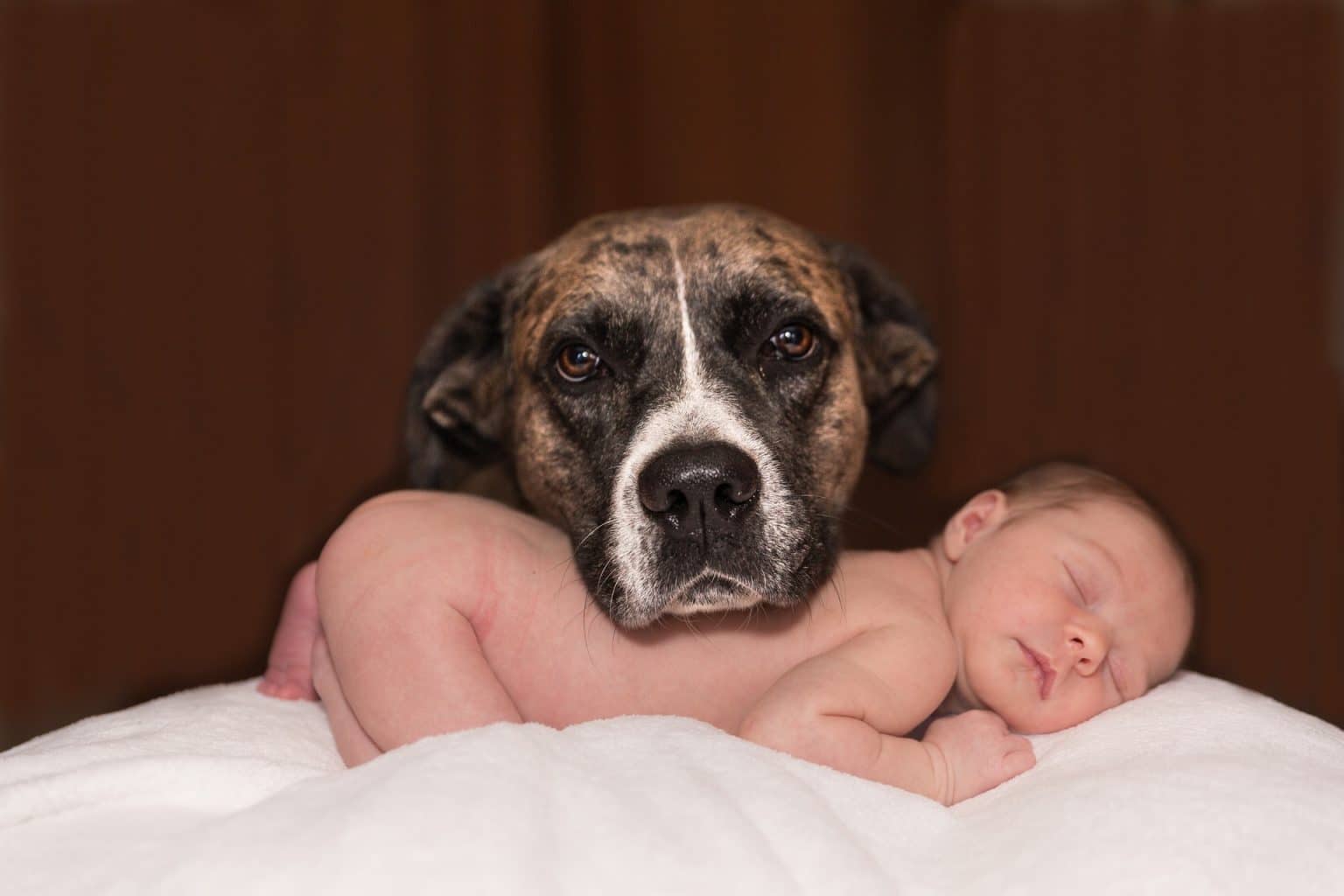 Introducing Dogs and Babies: Tips, Tricks, and Facts | Petpedia