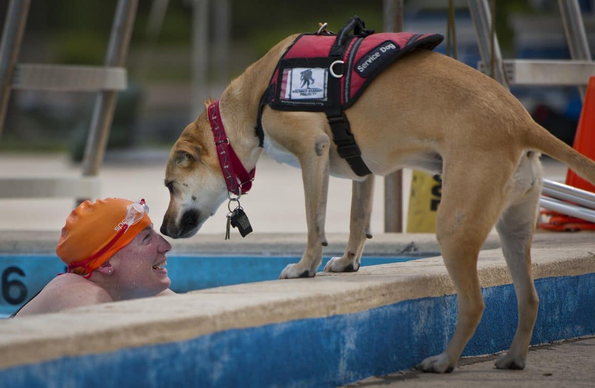 What Is a Service Animal and Other Working Animal Facts | Petpedia