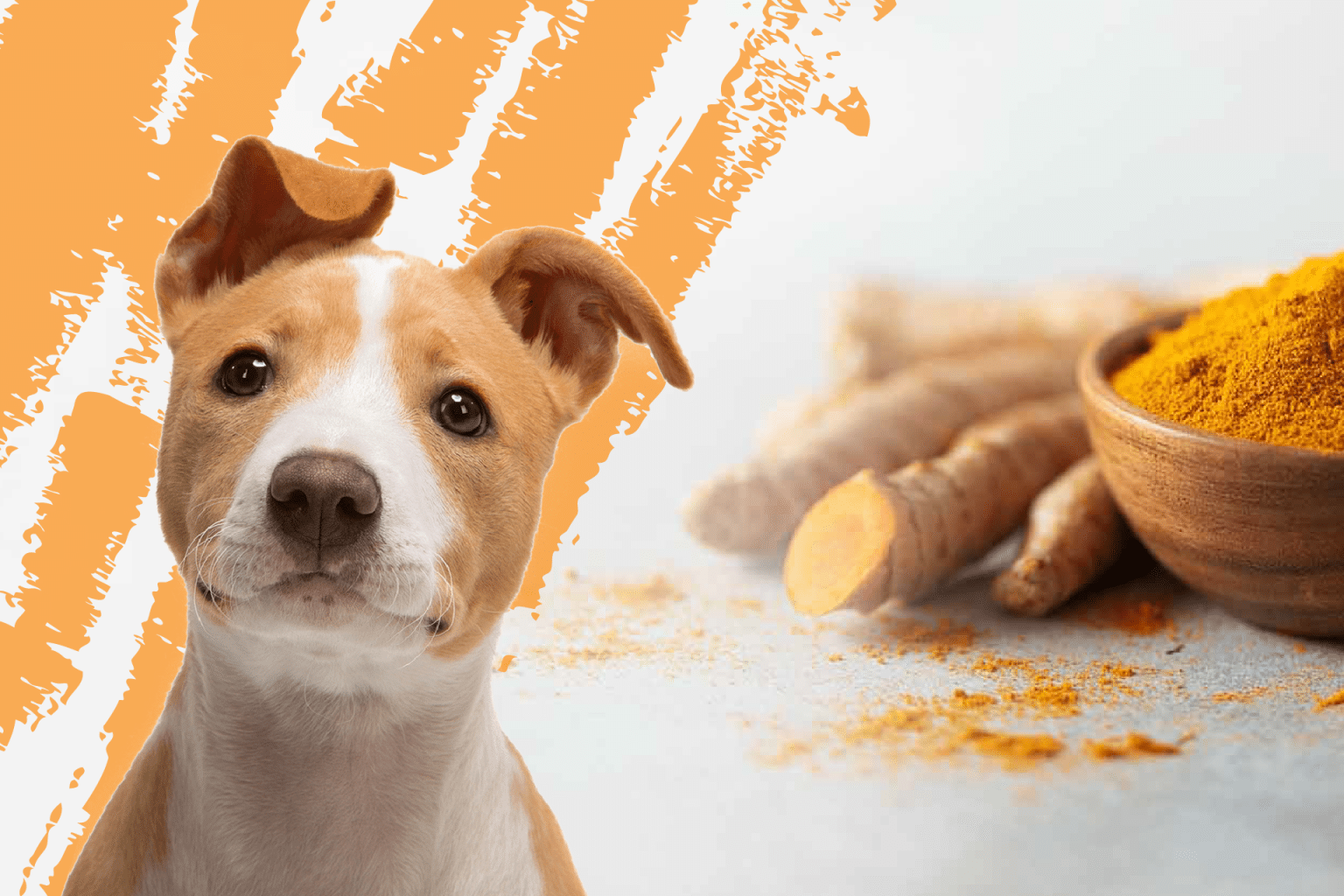 Best Turmeric Supplements for Dogs in 2025 (Reviews & Guide)