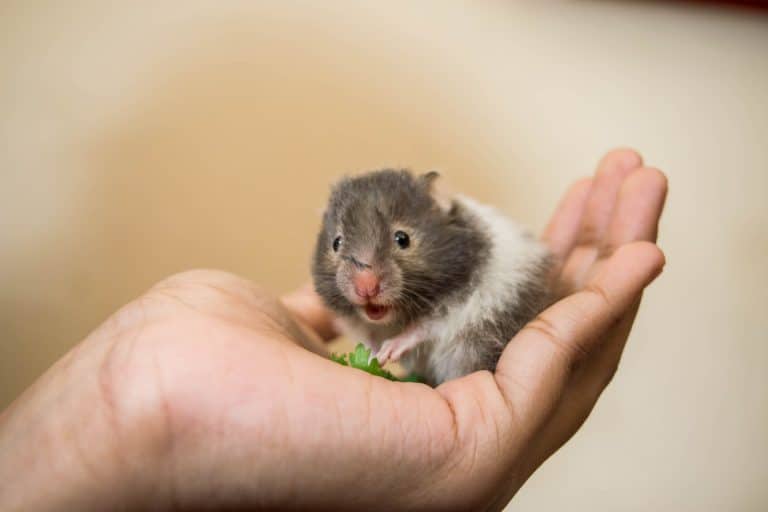 21 Most Intiguing Hamster Facts (2024 UPDATE) | Petpedia