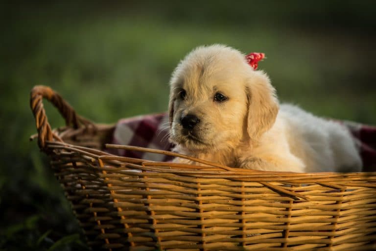 Fundamental New Puppy Tips for First-Time Owners | Petpedia