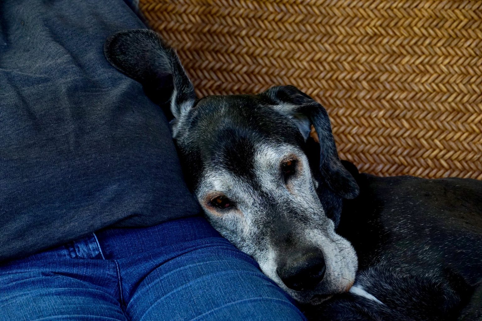 How Long Do Dogs Live? Stats and Facts About Dog Lives | Petpedia