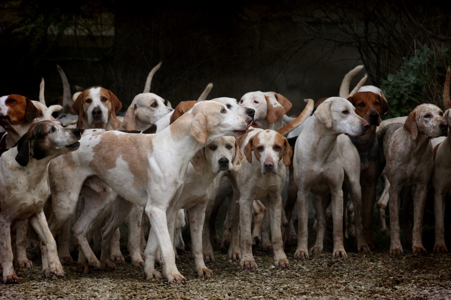 How Many Dogs Are in the World? New Fascinating Stats in 2024 | Petpedia