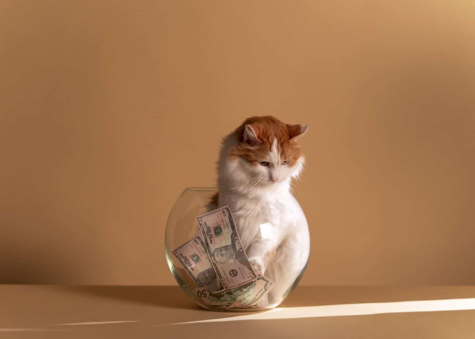 How Much Does a Cat Cost and Other Cat Cost Statistics | Petpedia