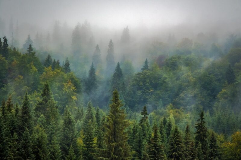 How Many Trees Are in the World and Other Interesting Facts | Petpedia