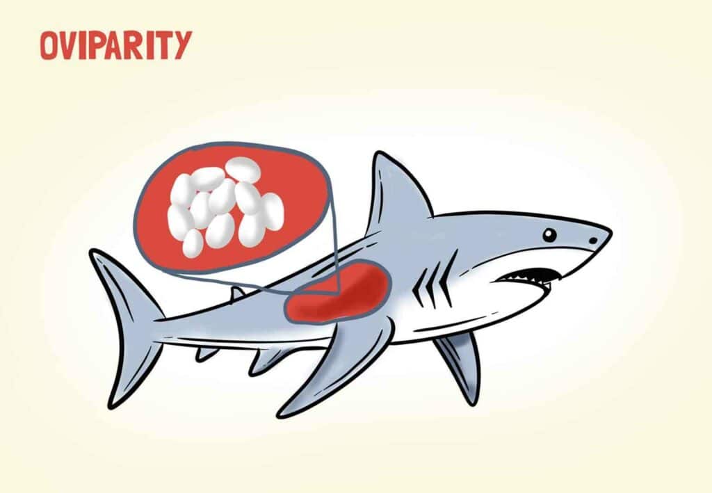 How Do Sharks Mate? Everything You Need To Know!