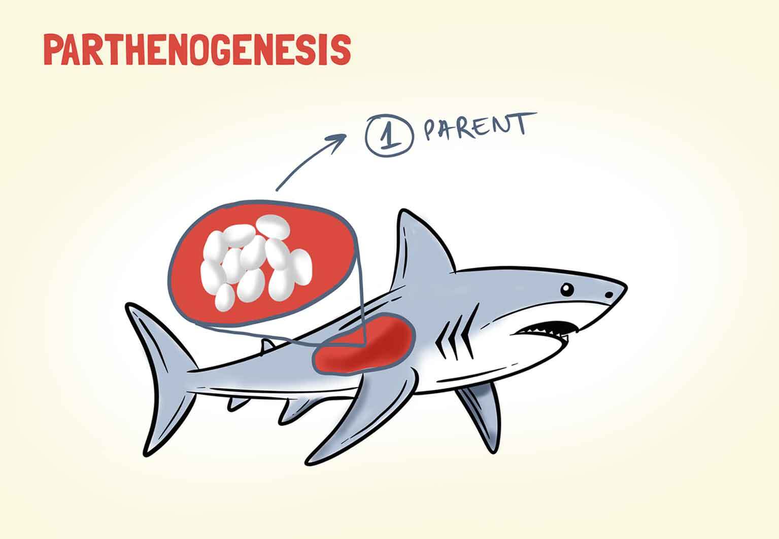 How Do Sharks Mate? Everything You Need To Know!