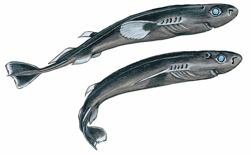 Top 7 Smallest Shark Species In The World - Can You Have One As A Pet?