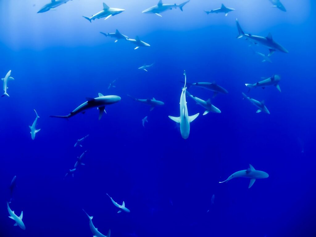How Do Sharks Mate? Everything You Need To Know!