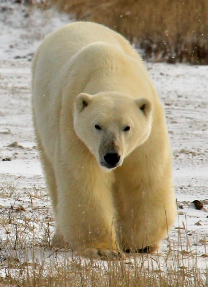 Which Bear Is the Strongest - Let's See If You Guessed Right!