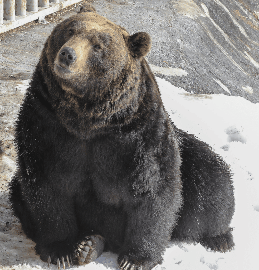 Which Bear Is the Strongest - Let's See If You Guessed Right!