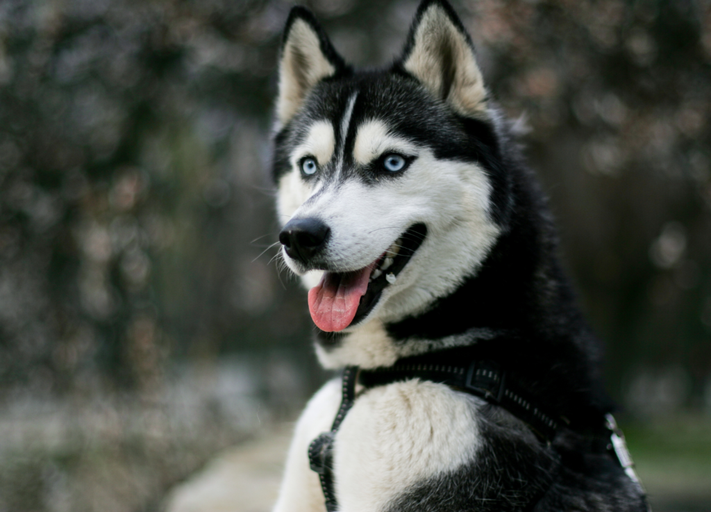 How Long Do Huskies Live: All 6 Life Stages Explained