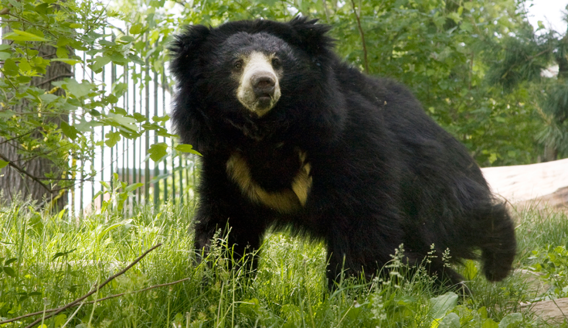 How Fast Can a Bear Run? A 2025 Guide