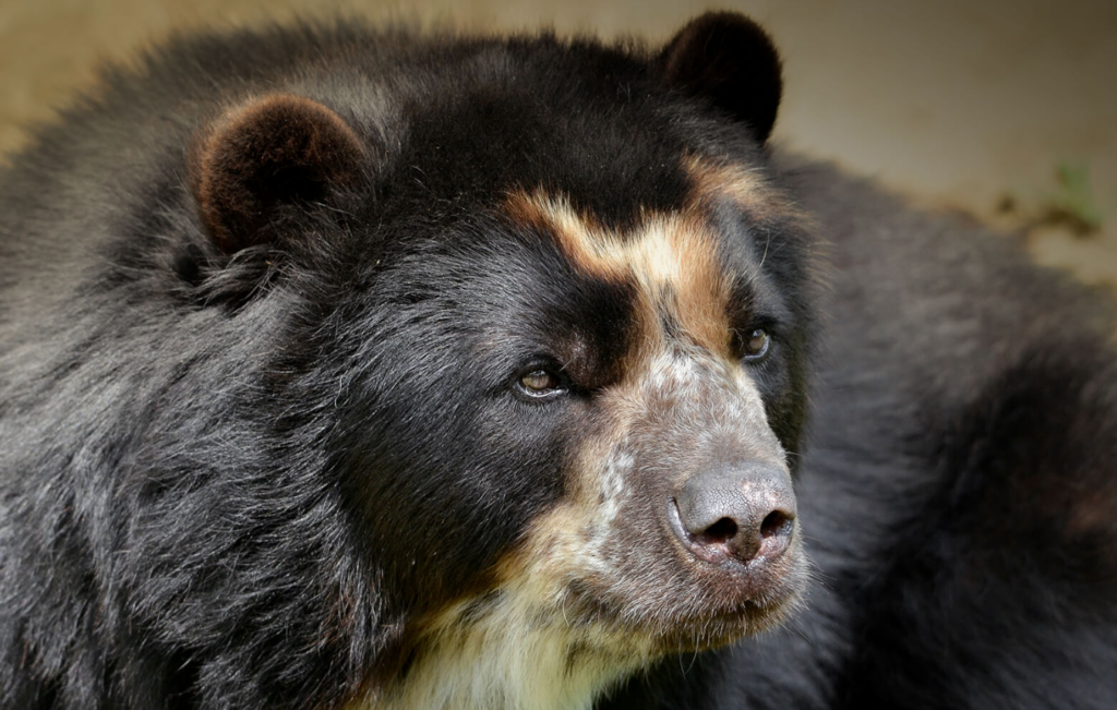 How Fast Can a Bear Run? A 2025 Guide