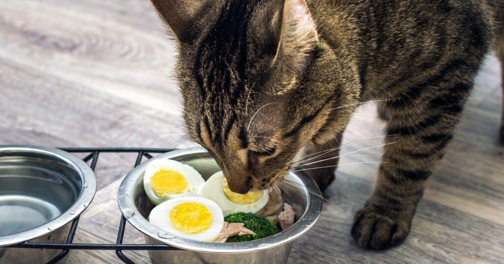 How to Cook Eggs for Cats: Raw, Boiled, or Scrambled?