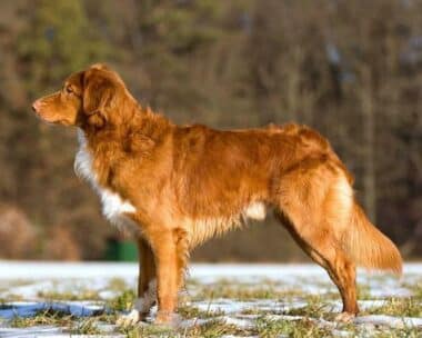 Do All Dogs Have Webbed Feet? Purpose and Benefits