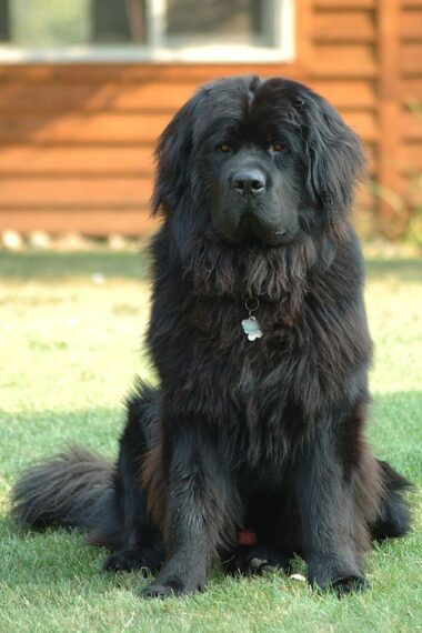 Do All Dogs Have Webbed Feet? Purpose and Benefits