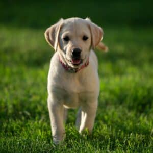 How Long Do Labs Live: Life Expectancy of America’s Favorite Dog Breed