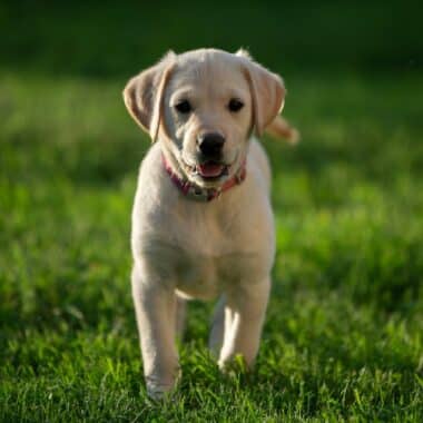 How Long Do Labs Live: Life Expectancy of America’s Favorite Dog Breed