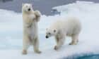 What Color Is Polar Bear’s Skin: Main Characteristics