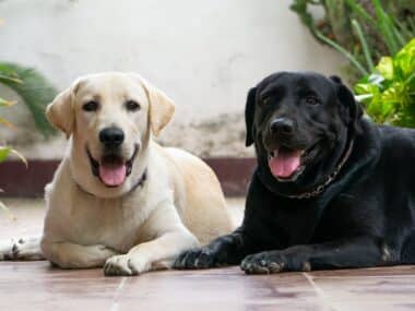 How Long Do Labs Live: Life Expectancy of America’s Favorite Dog Breed