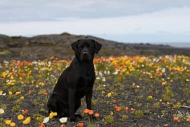 How Long Do Labs Live: Life Expectancy of America’s Favorite Dog Breed