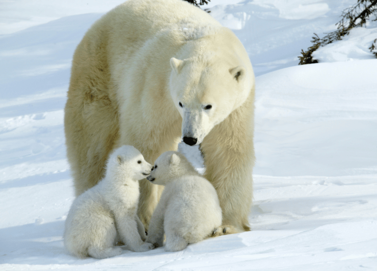 What Color Is Polar Bear’s Skin: Main Characteristics