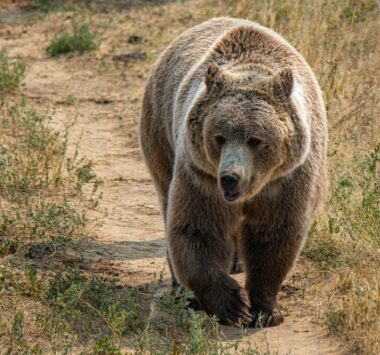 Bear Bite Force: How Much Damage Can Bears Do
