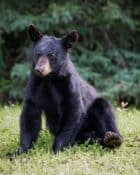 Bear Bite Force: How Much Damage Can Bears Do