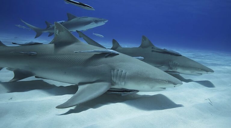 How Big Is a Lemon Shark? Plus 9 Other Fascinating Facts!