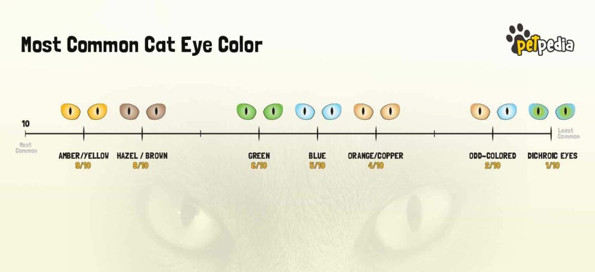Most Common Cat Eye Color: Amber, Hazel, or Green?