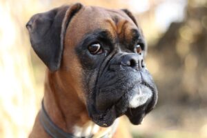 Military & Police Dog Breeds: 20 Most Popular Types