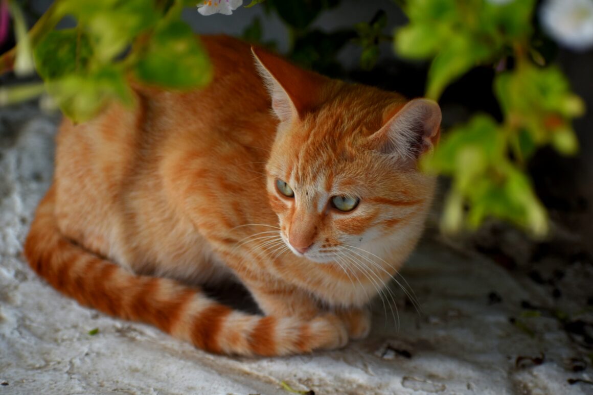Most Popular Cat Color (And Does Color Influence Personality)