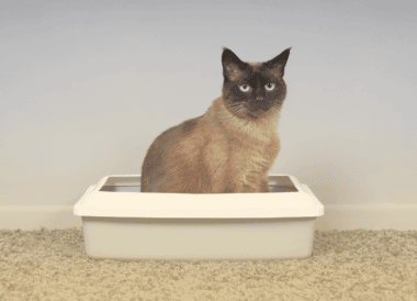 Cat Poop Chart: Types of Poop and Remedies