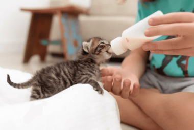 10 Effective Tips on Feeding A Kitten | Petpedia