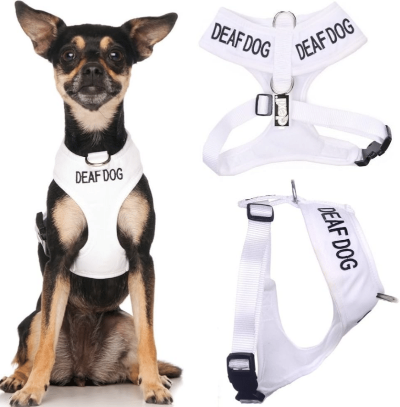 How to Care for a Deaf Dog – Essential Tips for Pet Owners | Petpedia